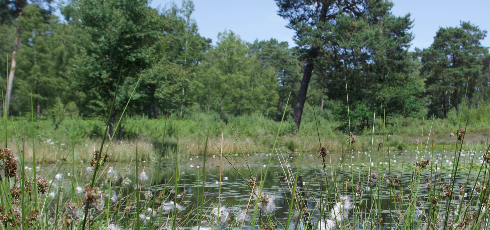 Excursie Beegderheide, langs vennen, heide en bos